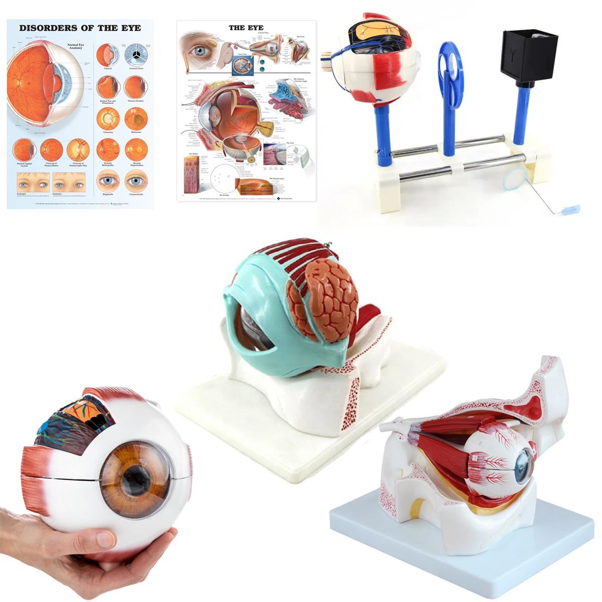 Human Eye Anatomy & Pathology Bundle - Myaskro